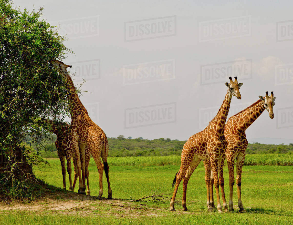 Masai giraffes, Akagara Game Park; Rwanda - Stock Photo - Dissolve
