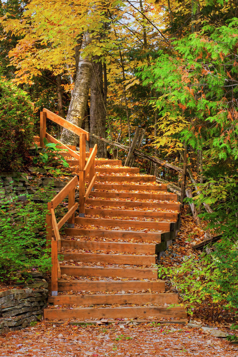 Staircase in the forest of autumn colours; New Austin, Quebec, Canada ...