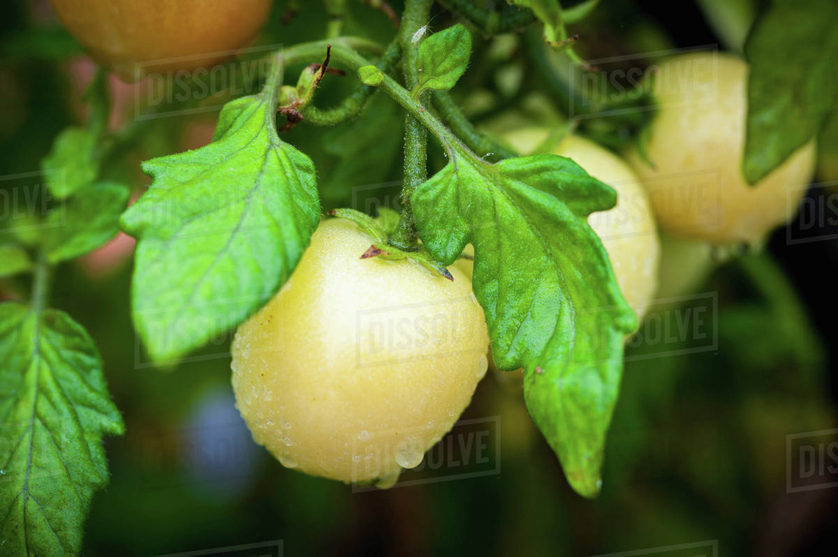 Yellow tomato (Solanum lycopersicum) growing in Georgeson Botanical ...