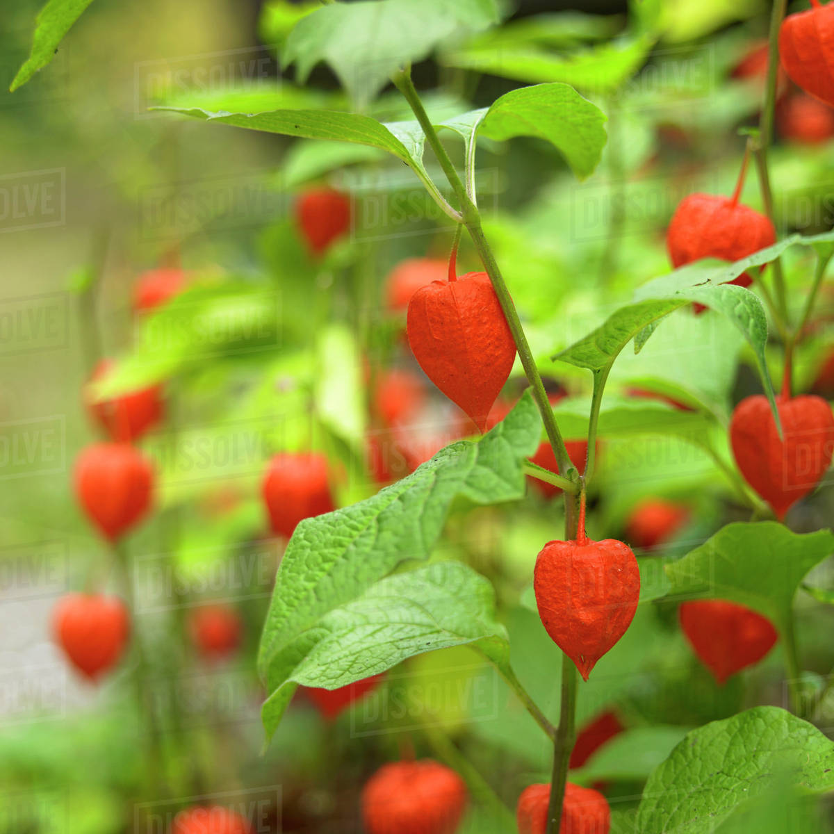 Chinese lantern plant (Physalis Alkekengi); Nanaimo, British Columbia, Canada - Royalty-free ...