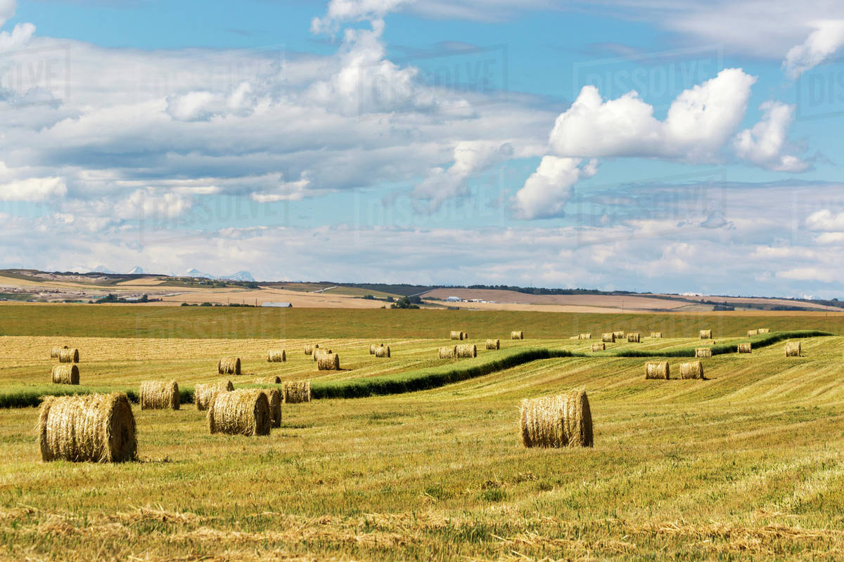 Hay bales in a mostly cut rolling field with clouds and blue sky ...