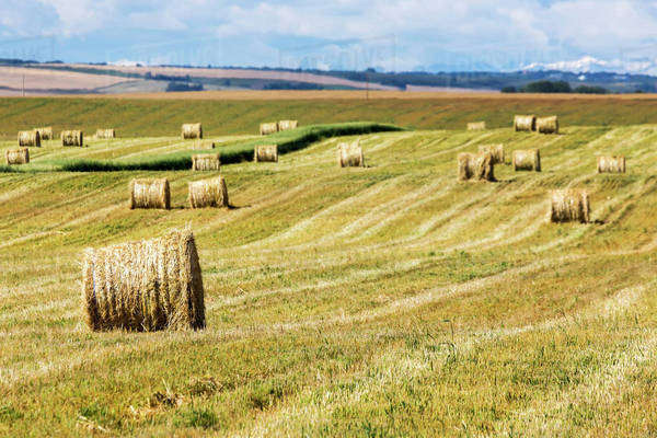 Hay bales in a mostly cut rolling field with clouds and blue sky ...
