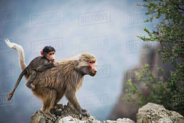Mountain monkeys; Taif, Saudi Arabia - Royalty-free Stock Photo | Dissolve