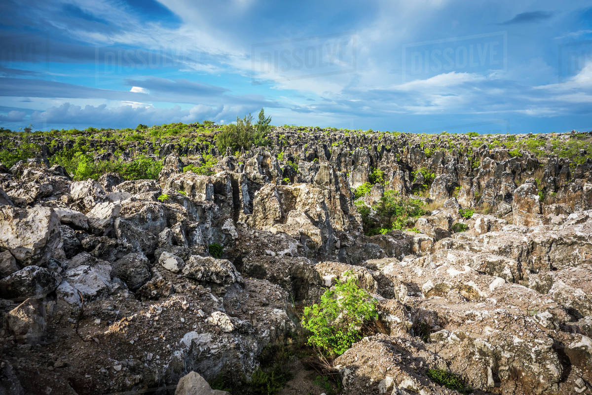 Rugged interior of Nauru Island; Nauru - Stock Photo - Dissolve