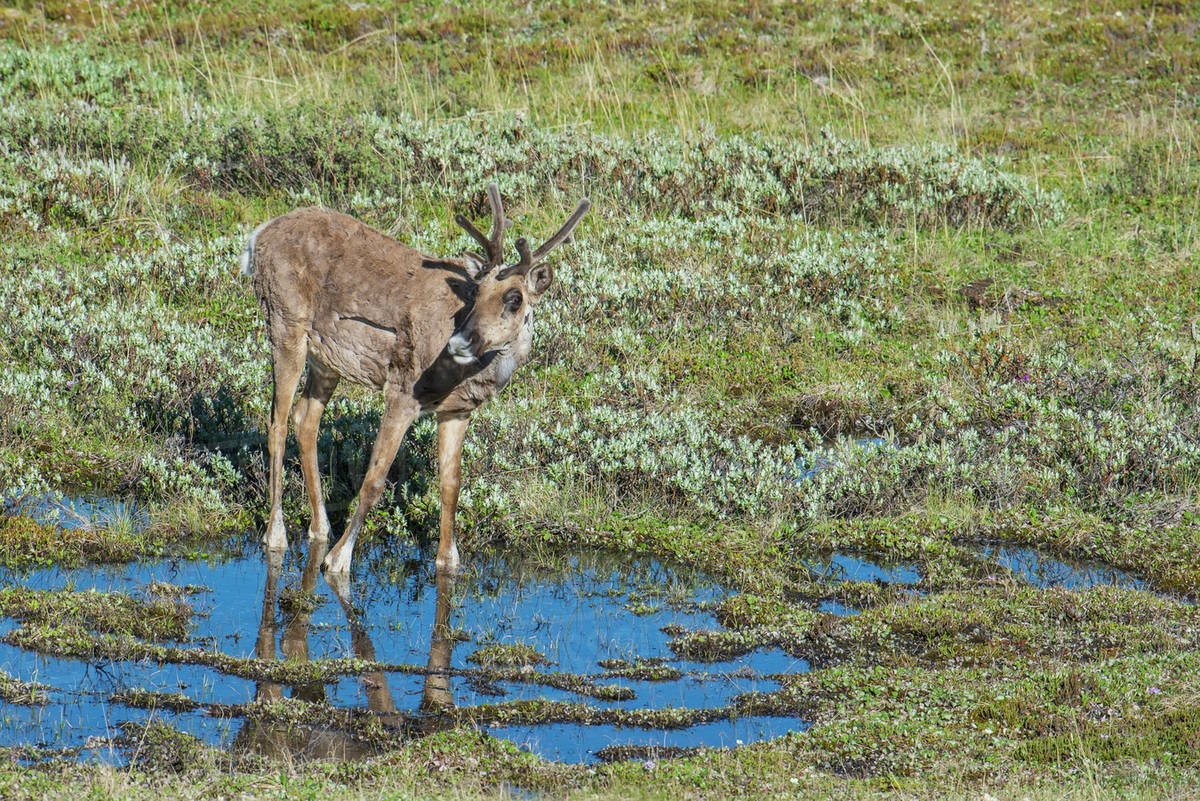 Caribou drinking from a small pond in Denali National Park, Interior ...