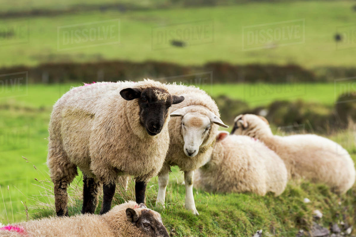 Sheep on a grass field; Dingle, County Kerry, Ireland - Stock Photo ...