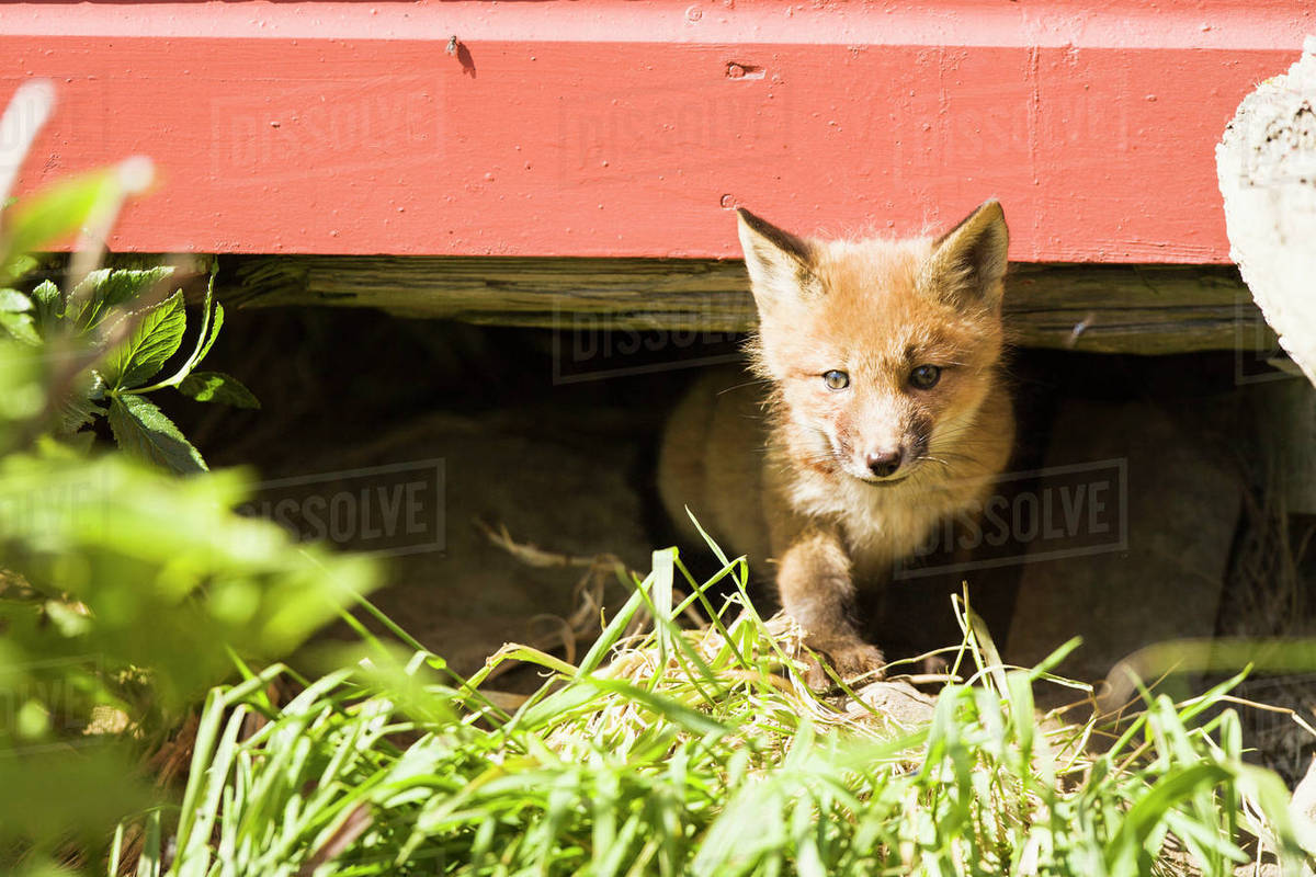 A Juvenile Red Fox (Vulpes Vulpes) Peaking Out From Beneath An ...