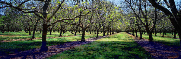 Grove of mature walnut trees just leafing out in early spring, near ...