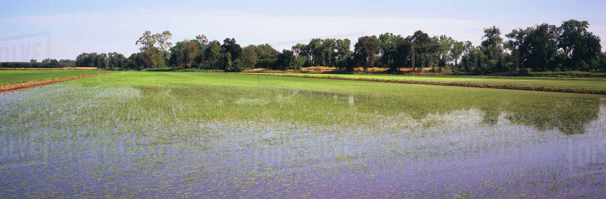 In California's Sacramento River Delta, young rice plants are just ...