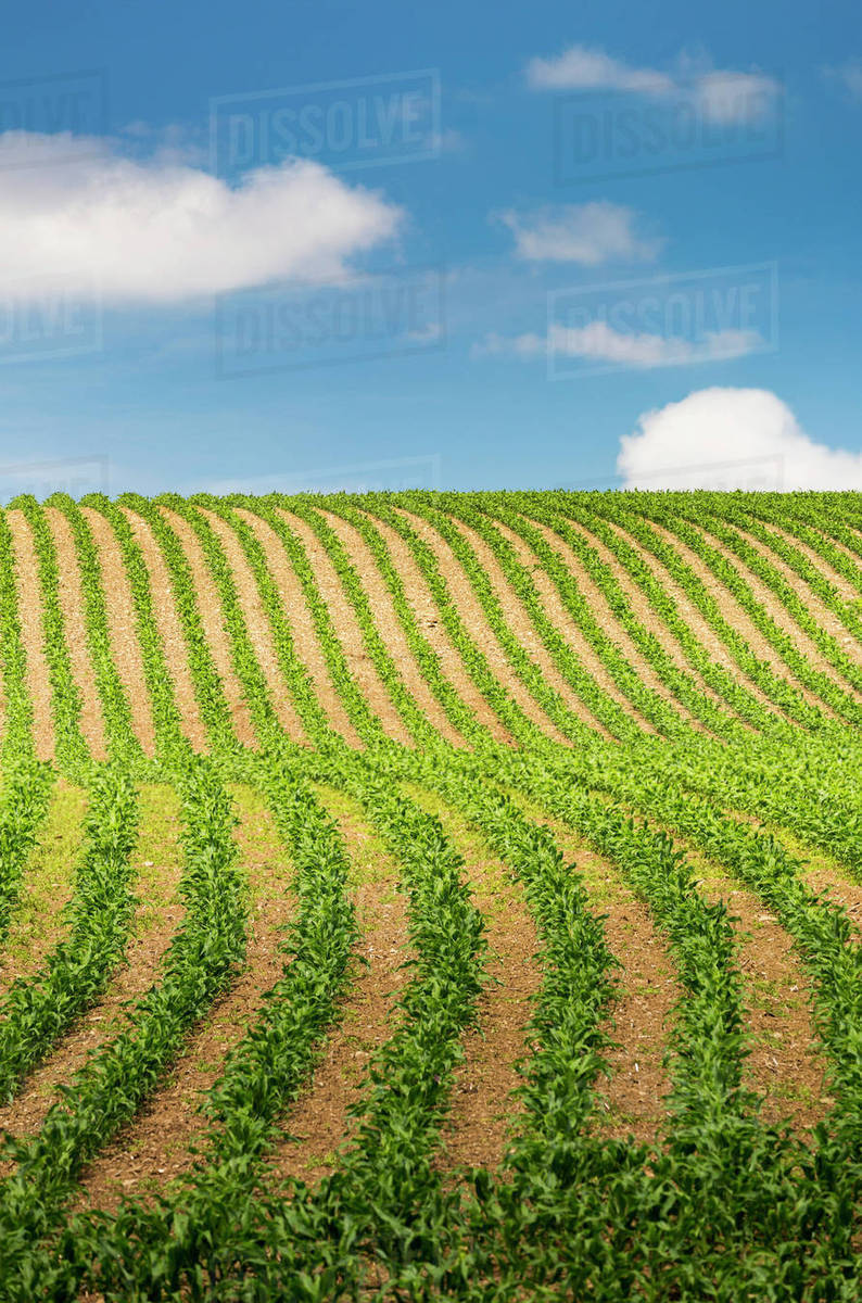 Rows of a corn field on a hilly slope with blue sky and clouds; Glomel ...