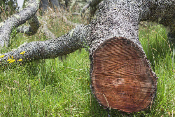Felled koa tree (Koa acacia) along Mana Road at the base of Mauna Kea ...