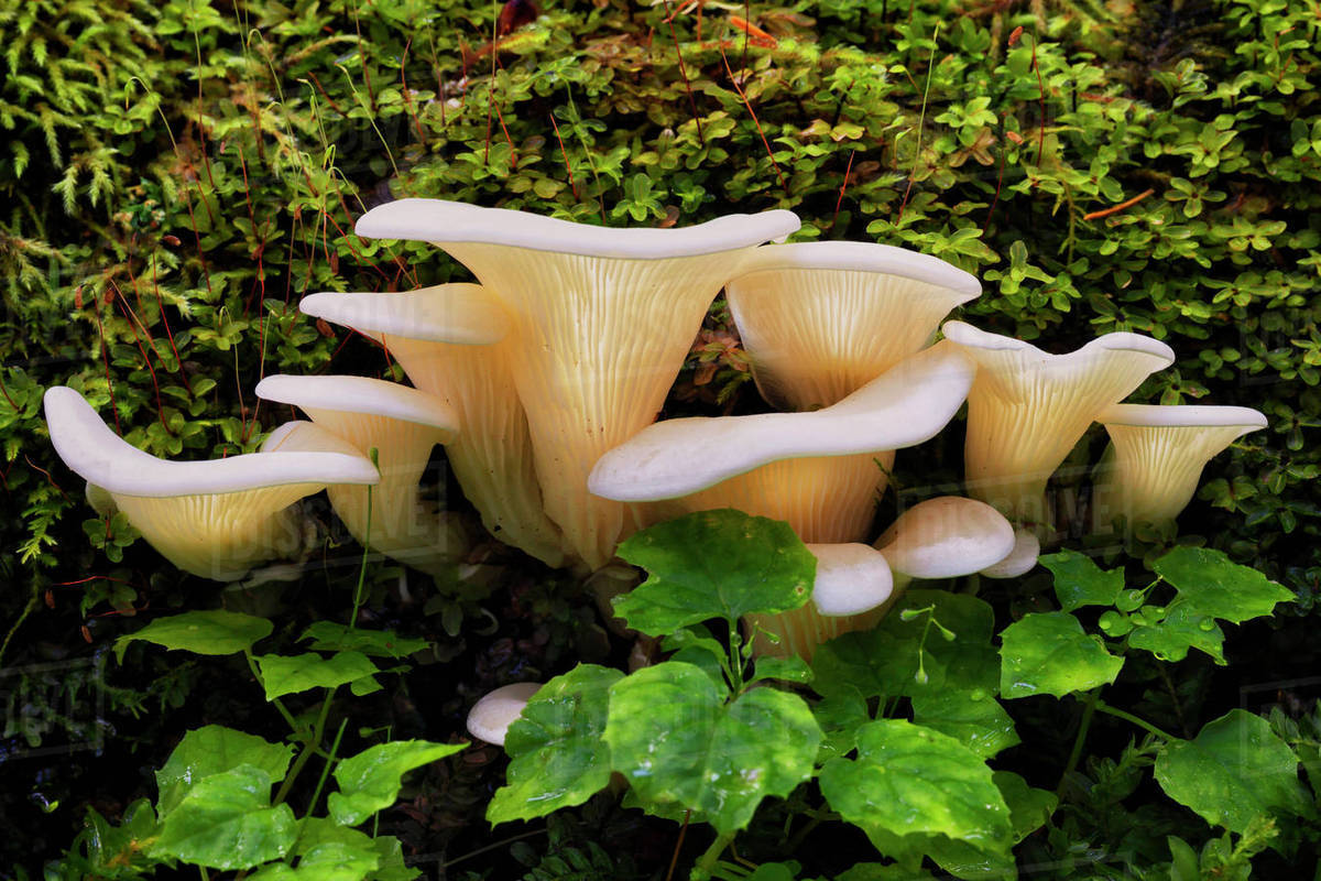 Close up of Angel Wing Mushrooms (Pleurocybella porrigens) growing on a ...