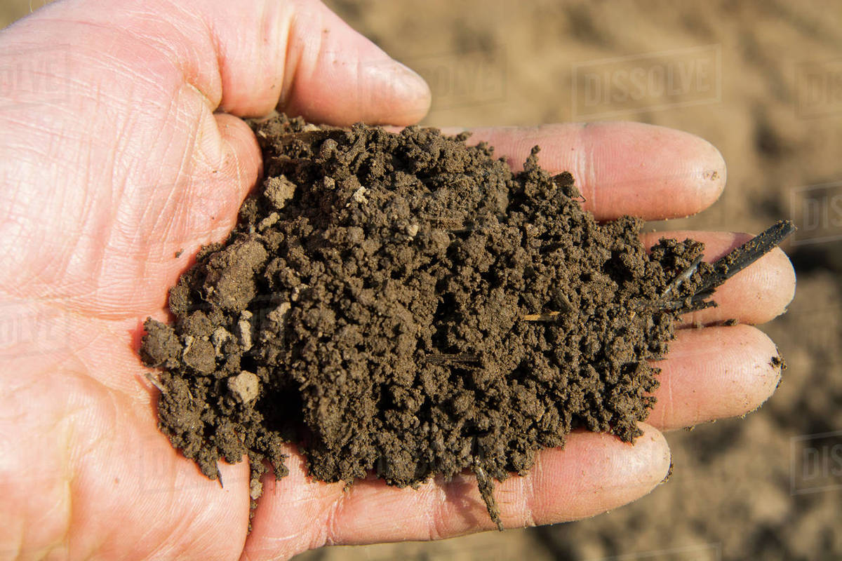 Soil held in farmers hand, showing the fine loam created in the seed ...