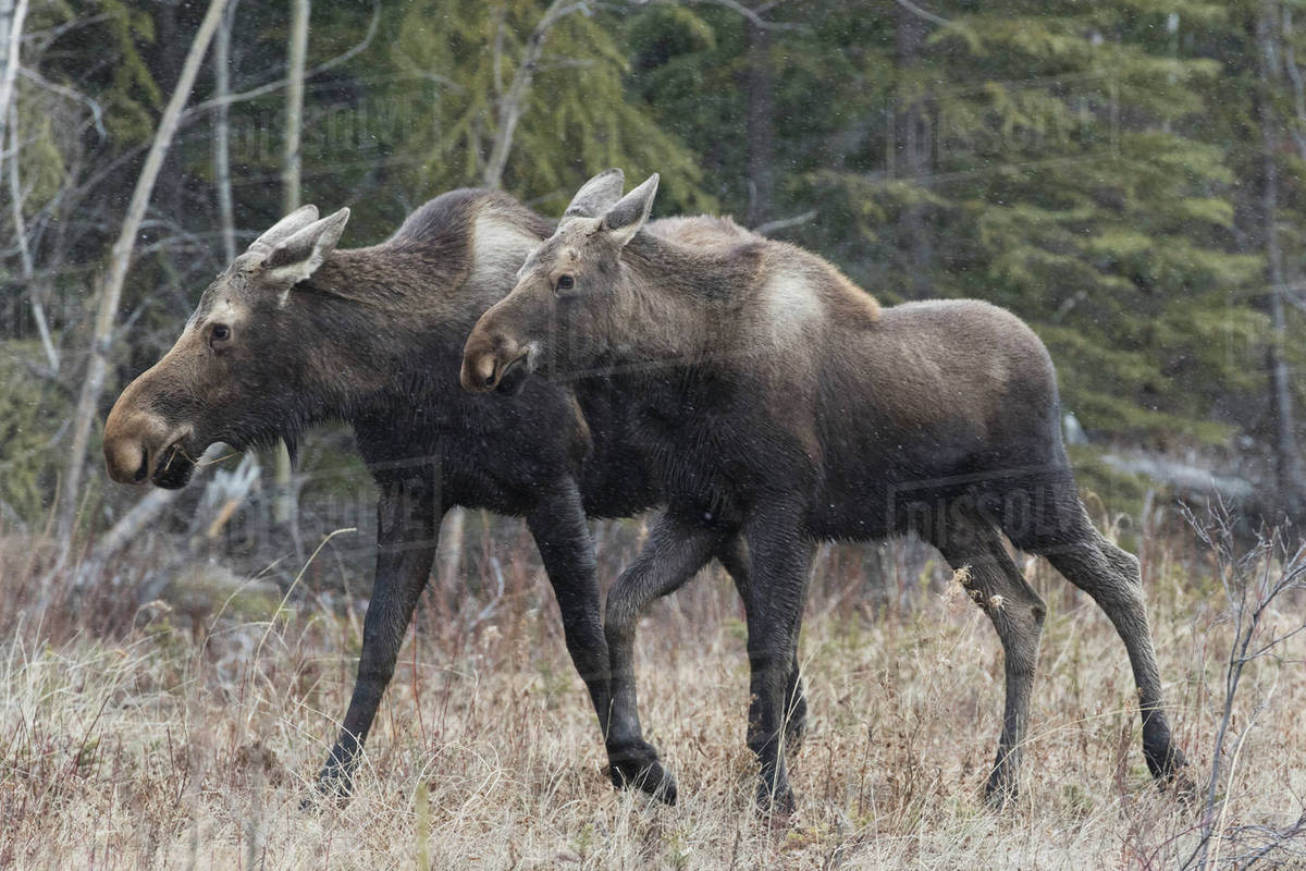 Two moose (alces alces) walking along the road in central Yukon; Yukon ...