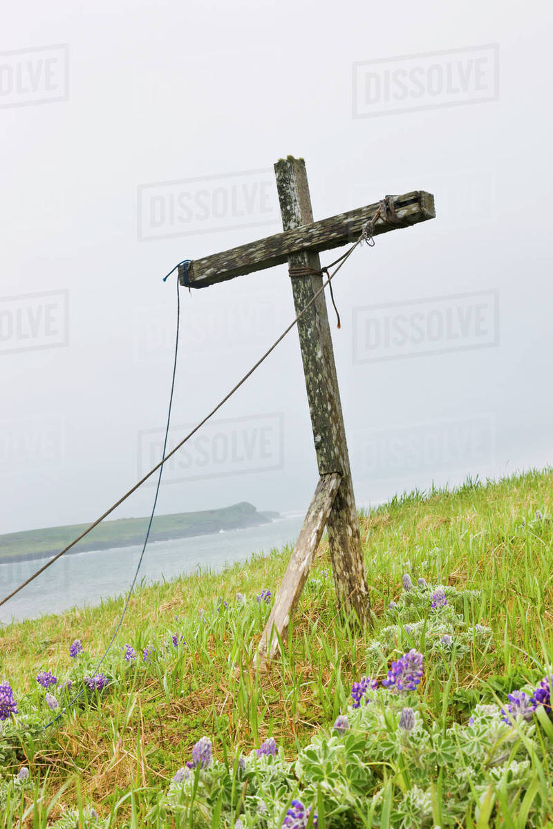 A weathered wooden cross stands among lupine on the tundra on the coast ...