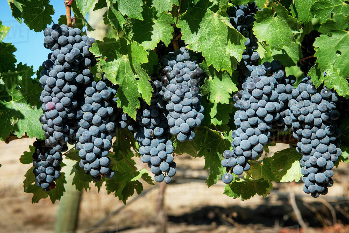 Detail of grapes growing in a vineyard; Stellenbosch, Gautang, South ...
