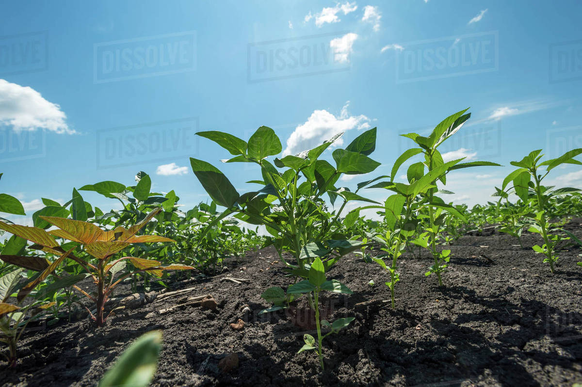 Bean plants growing in a field, Chobe National Park; Kasane, Botswana ...