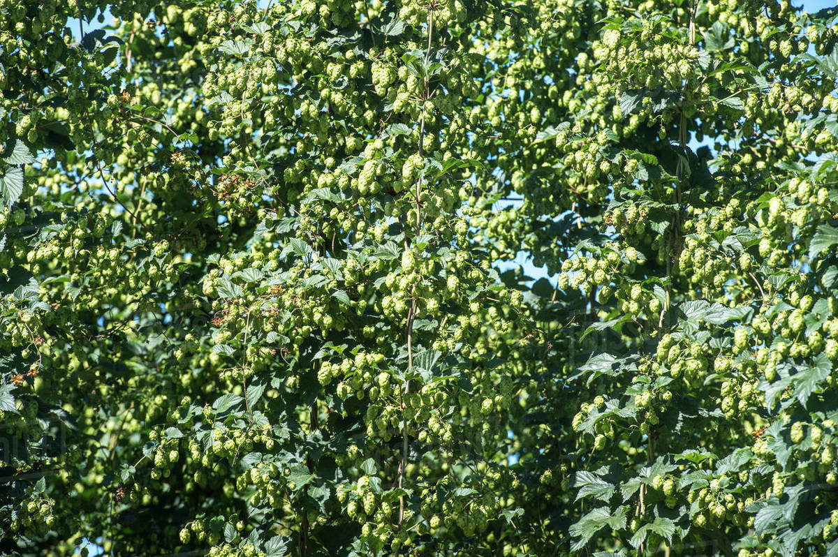 Hops (Humulus lupulus) on a farm for beer brewing; George, Western Cape ...