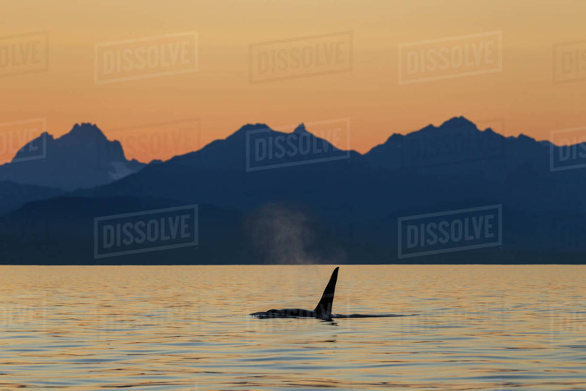 Orca Whale (Killer Whale) (Orcinus orca) surfaces in Lynn Canal on a ...
