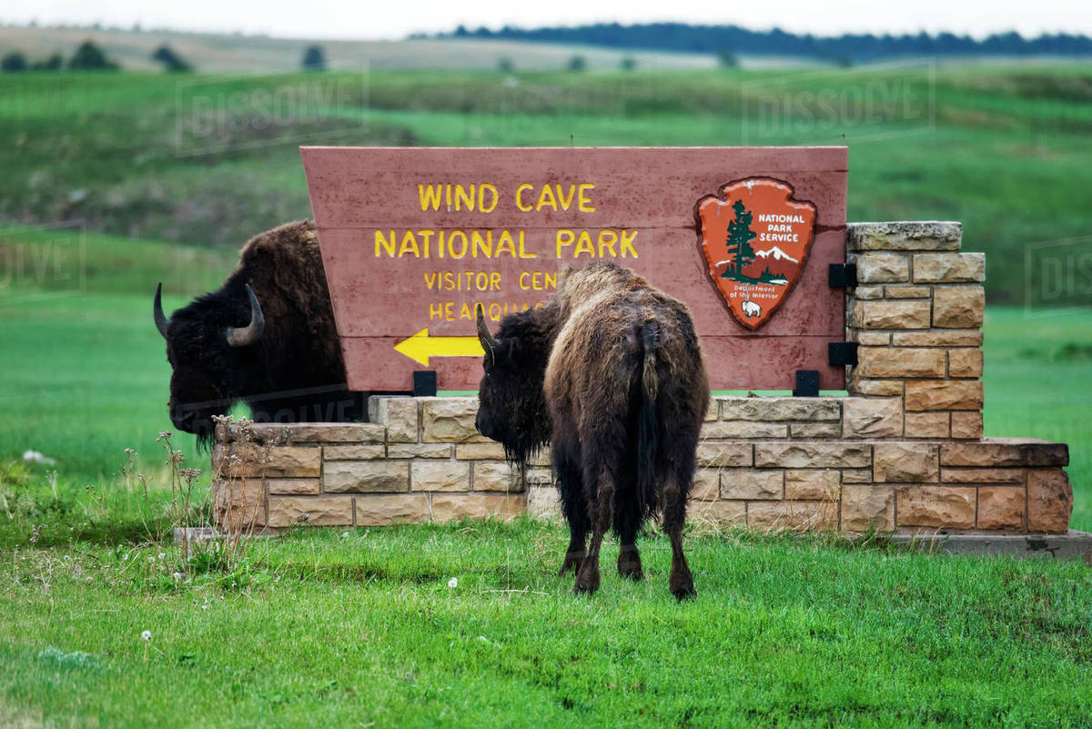 Bison, Wind Cave National Park; South Dakota, United States of America ...