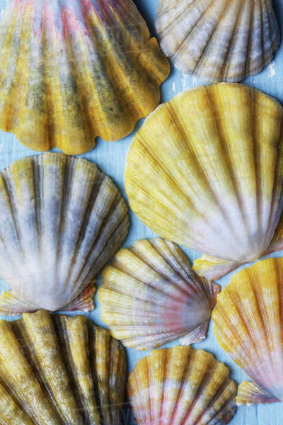 Beautiful rare indigenous Hawaiian sunrise scallop shells (Langford ...