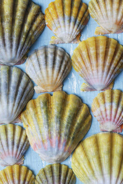 Beautiful rare indigenous Hawaiian sunrise scallop shells (Langford ...