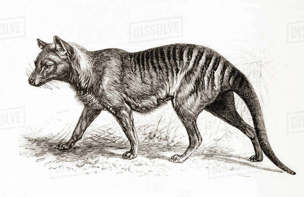 A Thylacine,thylacinus Cynocephalus, Aka Tasmanian Tiger (Because Of ...