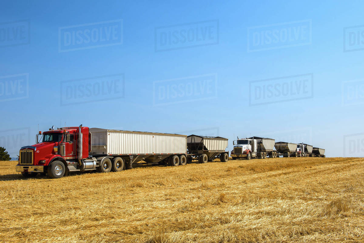 Transport Truck In A Row On A Harvested Grain Field; Washington, United ...