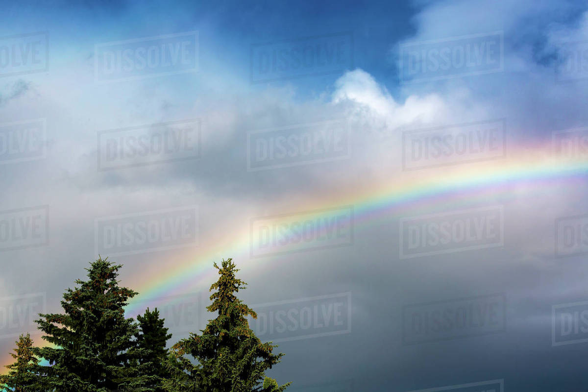 Rainbow In A Dark Cloudy Sky With Evergreen Trees; Calgary, Alberta ...