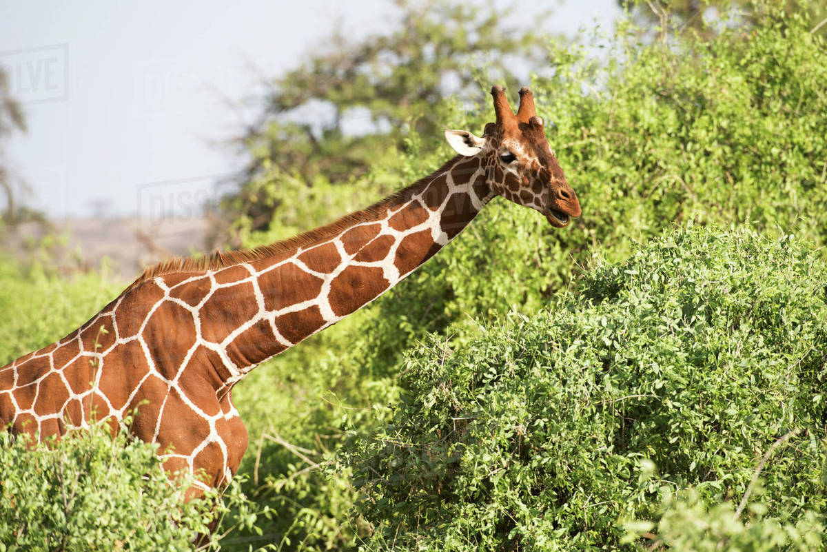 Close Up Of Head And Shoulders Of A Reticulated Giraffe (Giraffa ...