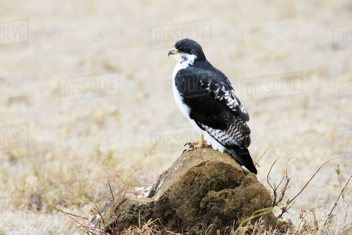 Augur Buzzard (Buteo Augur) Perched On Rock, Ngorongoro Crater ...
