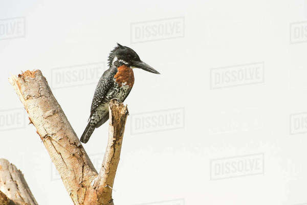 Giant Kingfisher (Megacyrle Maxima), World's Largest Kingfisher ...