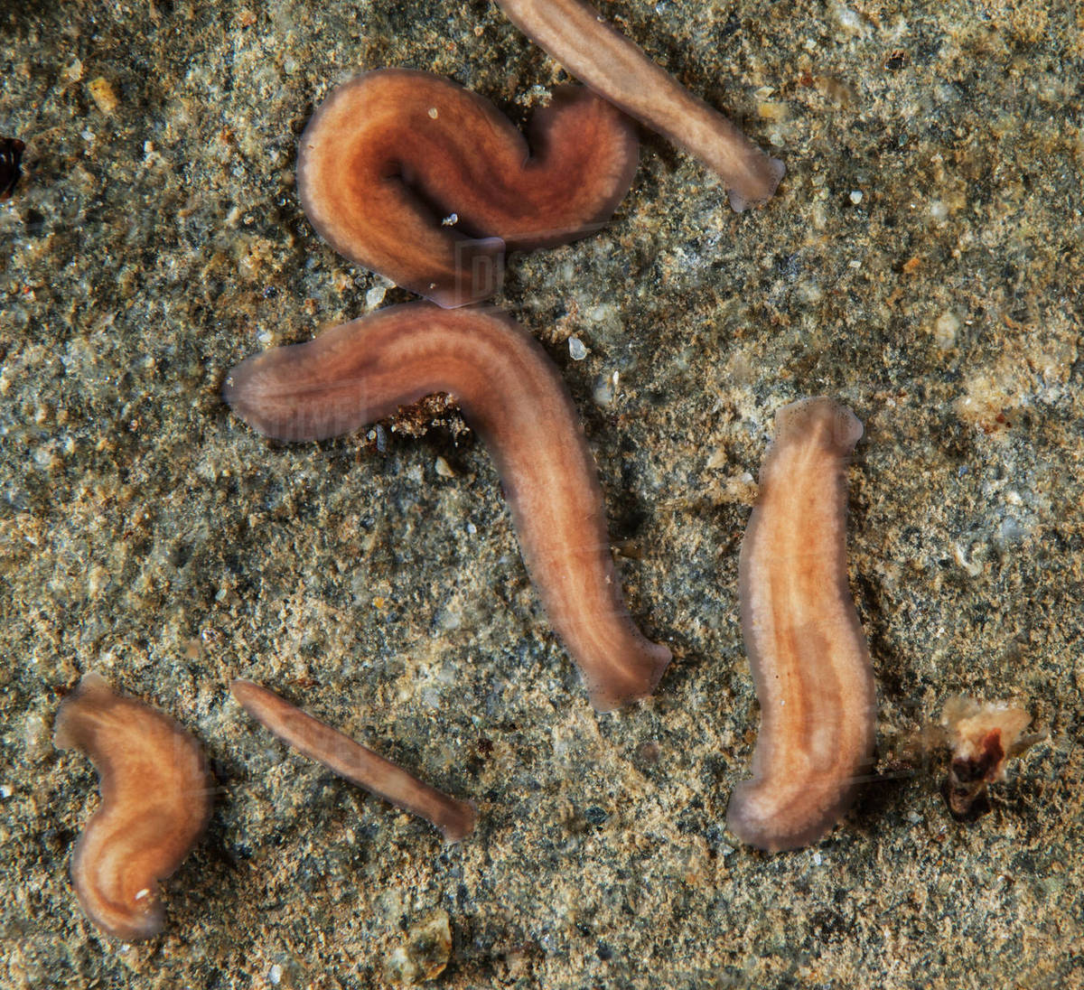 The Planarian Polycelis Coronata Borealis Is Commonly Found Living On ...