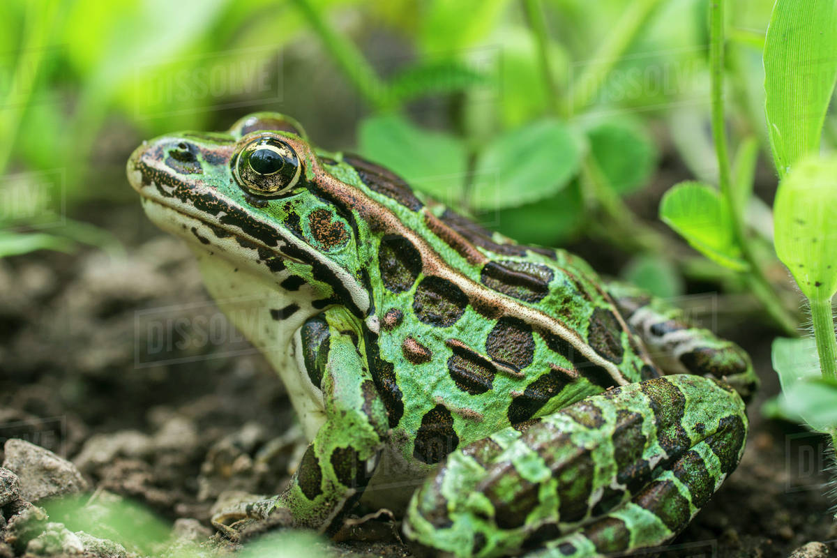 Leopard Frog; Ontario, Canada - Stock Photo - Dissolve
