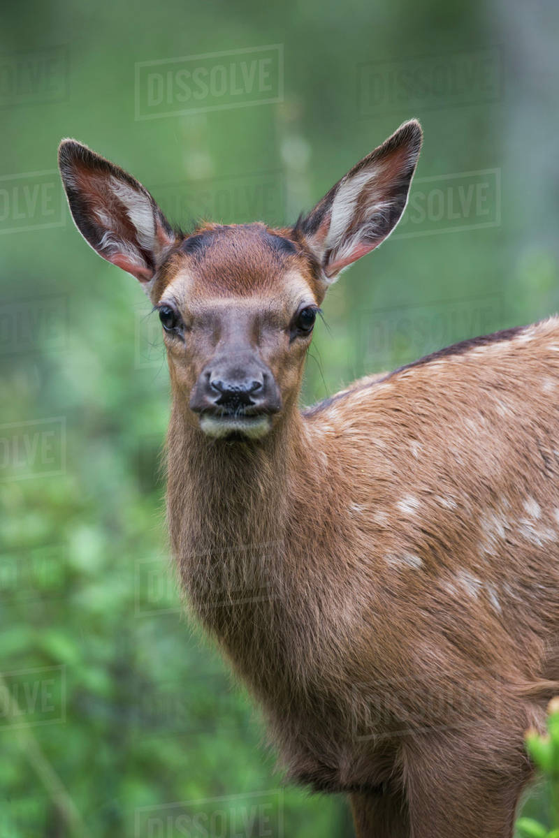 Baby elk (Cervus canadensis), Jasper National Park; Alberta, Canada ...