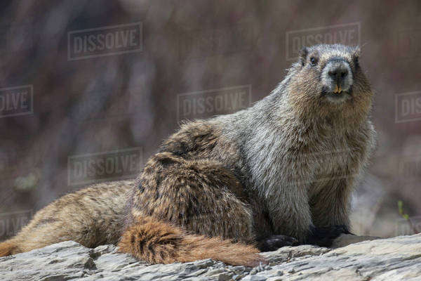 Hoary marmot (Marmota caligata), Yoho National Park; British Columbia ...