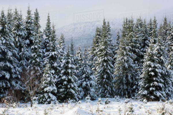 Snow covered evergreen trees; Bromont, Quebec, Canada - Royalty-free ...