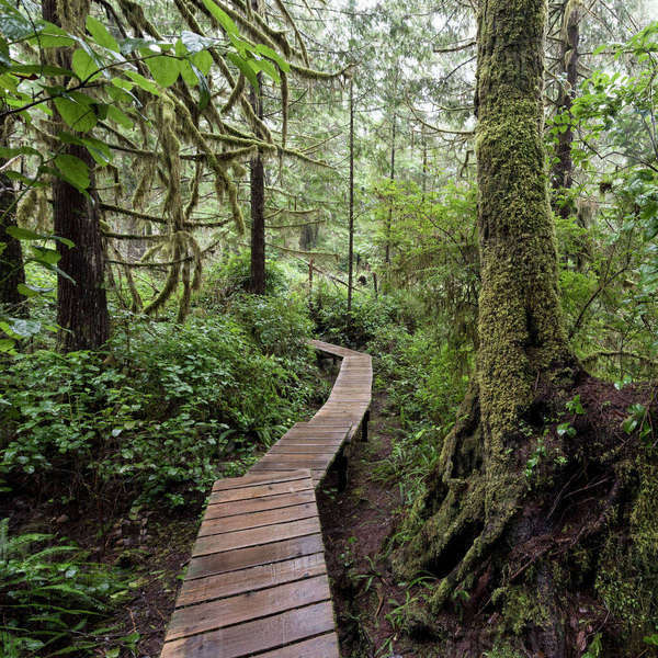 Winding Boardwalk Through Forest; British Columbia, Canada - Stock ...