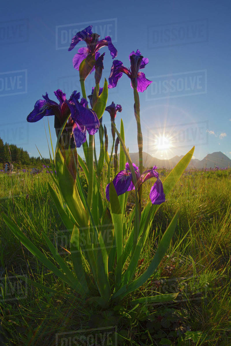 Sunburst Shines Through Clump Of Wild Iris, Pasagshak, Kodiak, Alaska ...