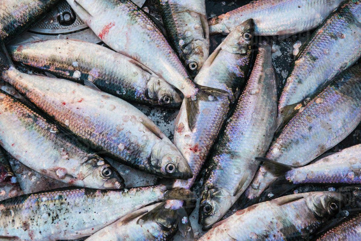 Close Up Of Herring Lying On The Deck Of A Drift Boat During The Togiak ...