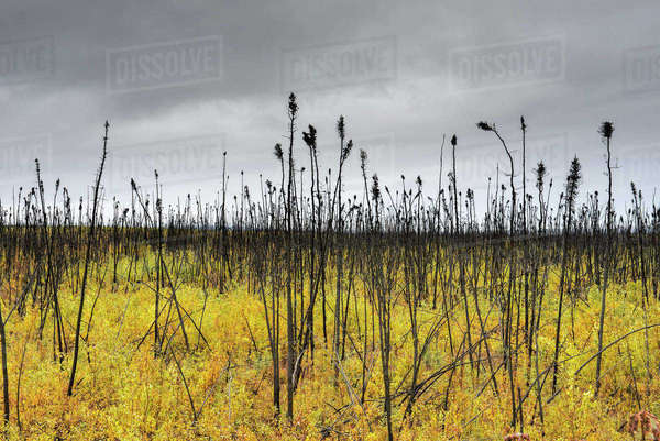 A Burnt Spruce Forest Along The Dalton Highway North Of The Yukon River ...