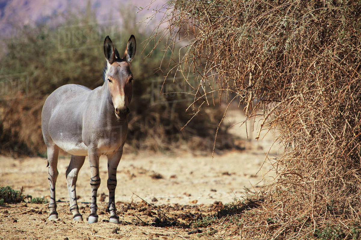 Donkey In The Arava Valley; Jordan Valley, Israel - Stock Photo - Dissolve