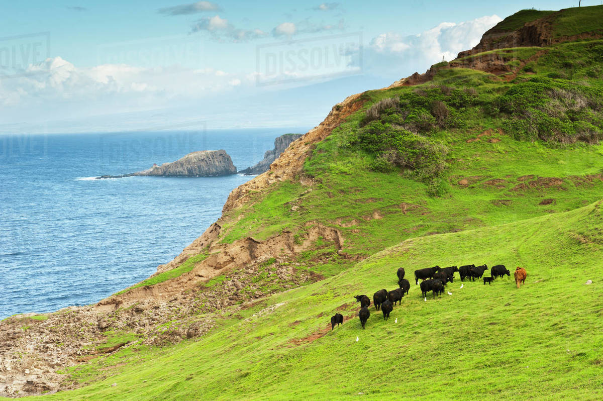 A Herd Of Cattle Graze Along The Northwestern Coast Of Maui; Maui ...