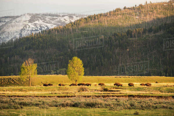 A Group Of American Bison (Bison Bison) Pass By In The Lamar Valley In ...