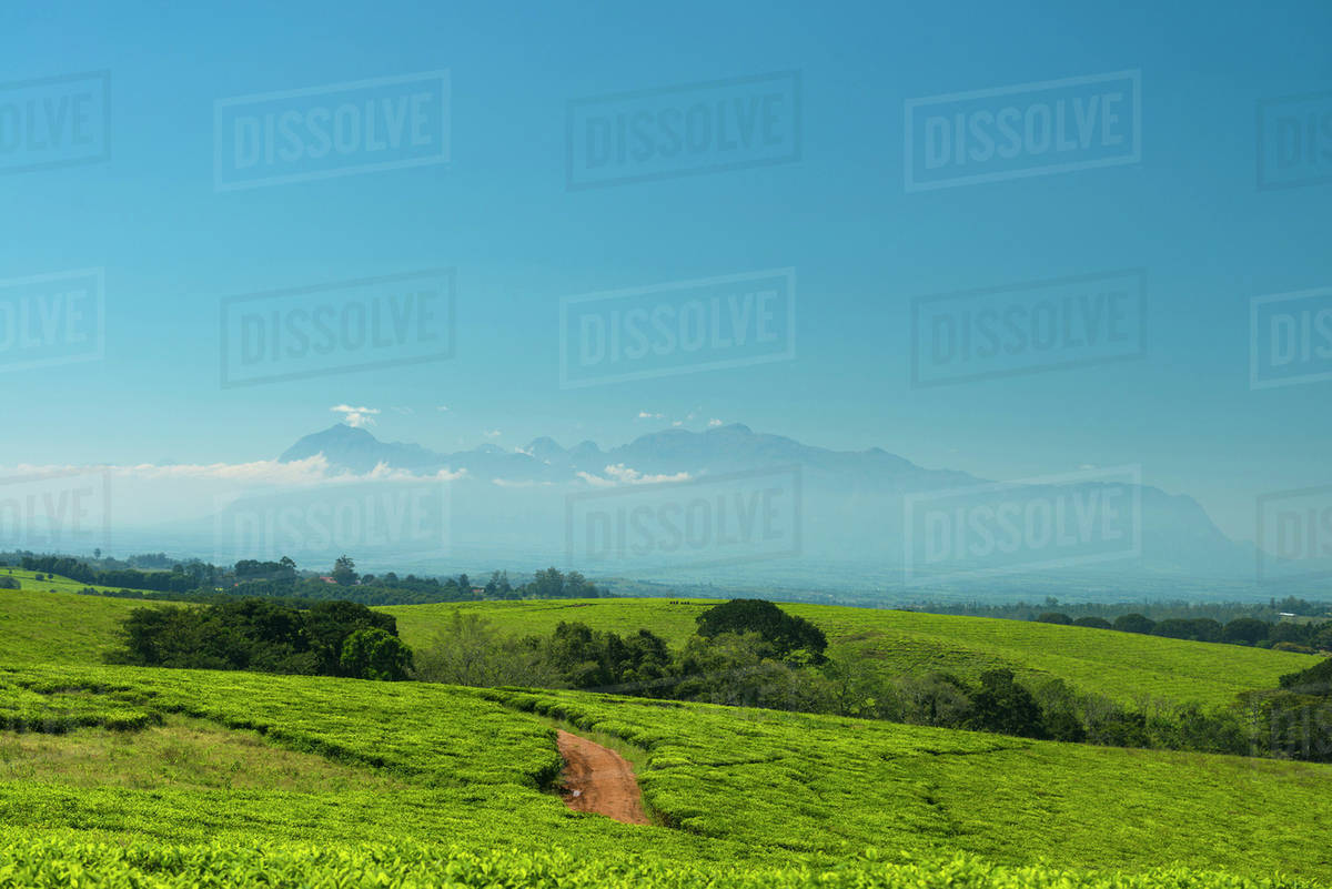 Looking across fields of tea bushes on tea estate with Mount Mulanje in ...