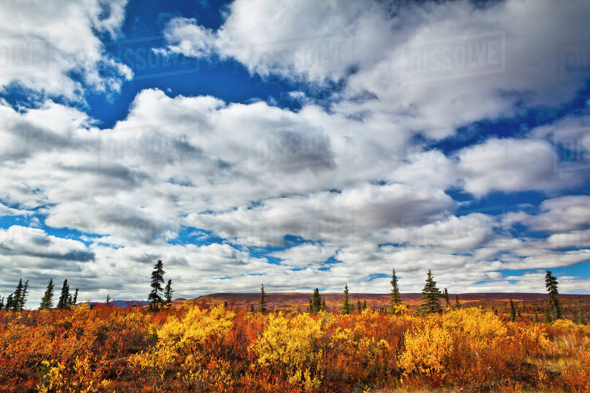 Bright autumn coloured tundra under blue sky with clouds; Eureka ...