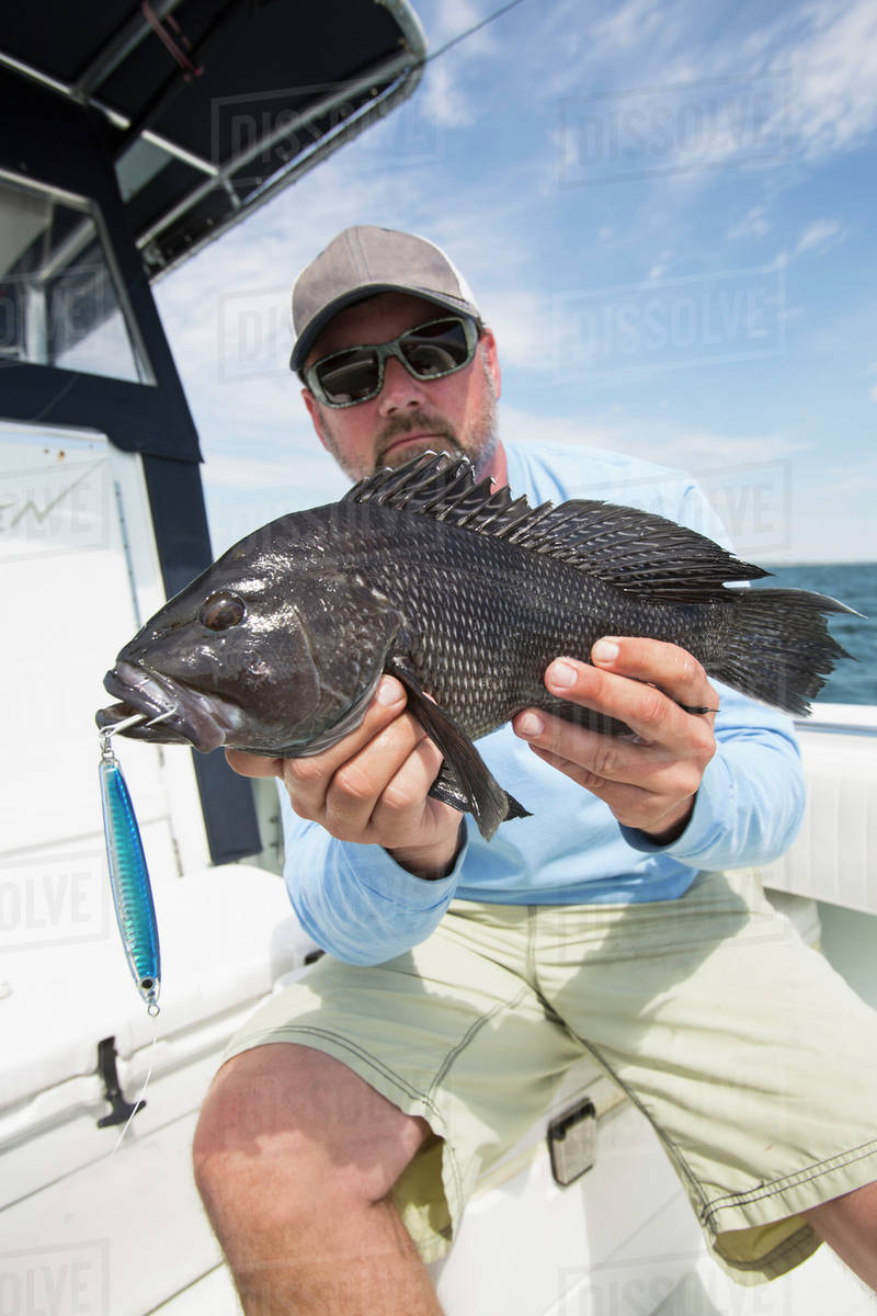 Black sea bass caught off the coast of Martha's Vineyard; Massachusetts ...