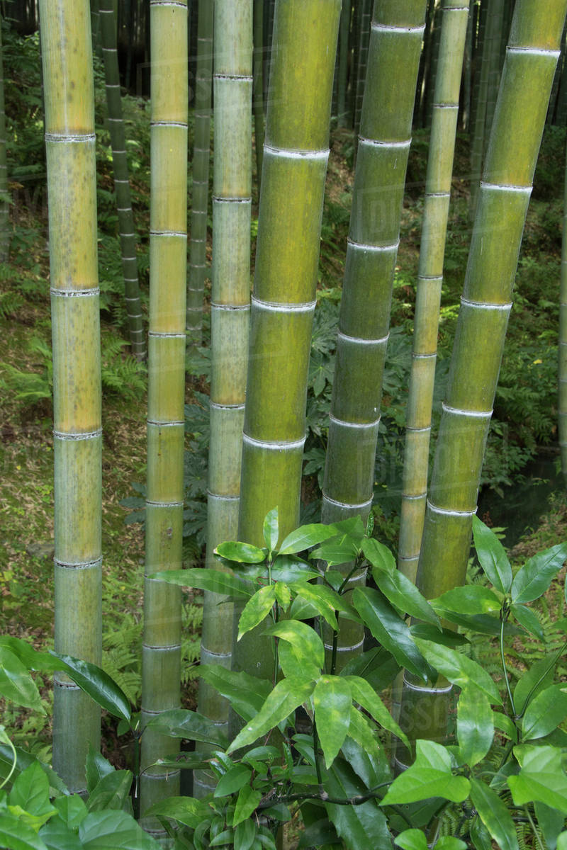 Close up image of bamboo tree trunks; Arashiyama, Kyoto, Japan - Stock ...