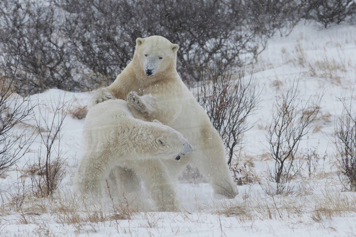 Polar bears (ursus maritimus) sparring in the snow during winter near Churchill; Manitoba ...