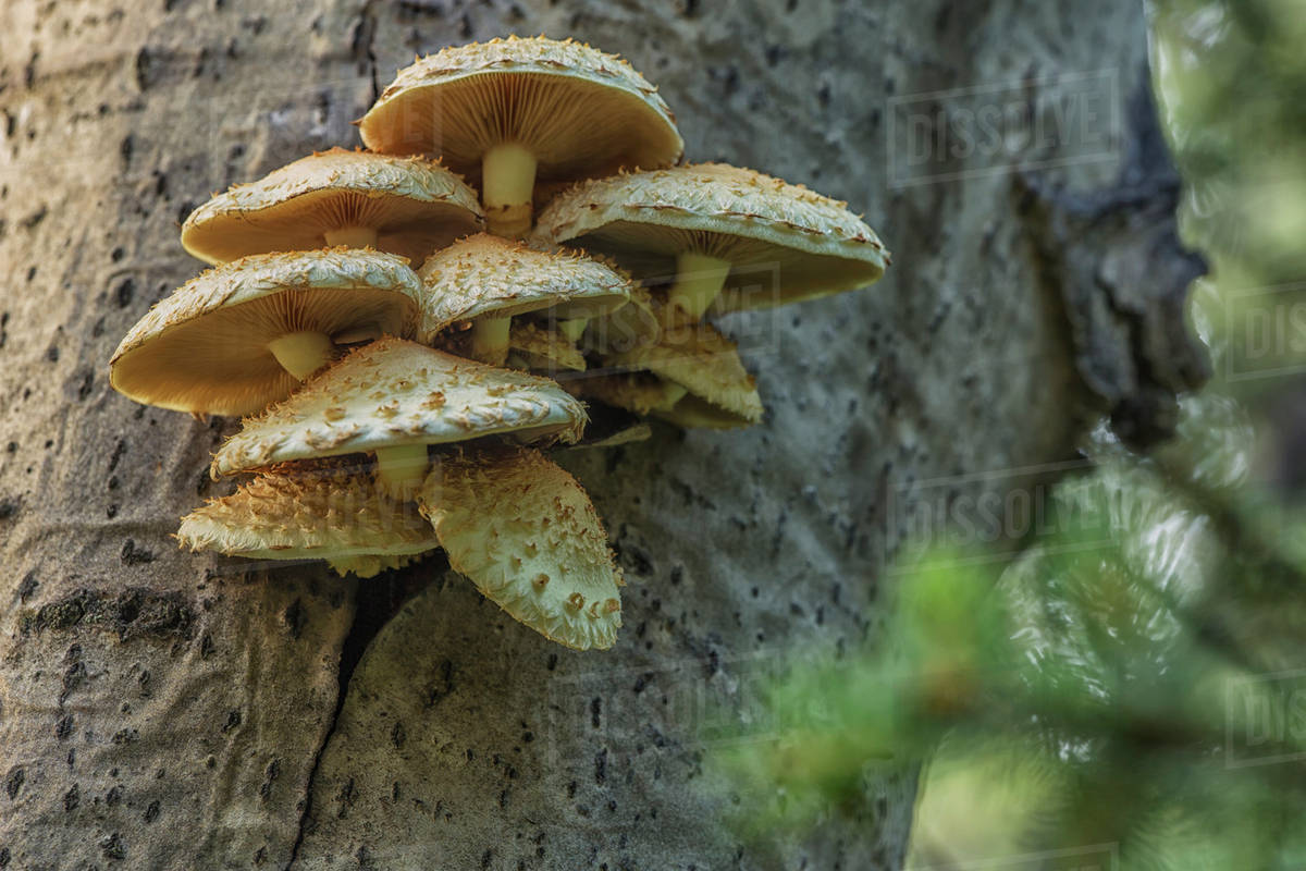 A cluster of mushrooms grows on a tree near Mayo; Yukon, Canada - Stock ...